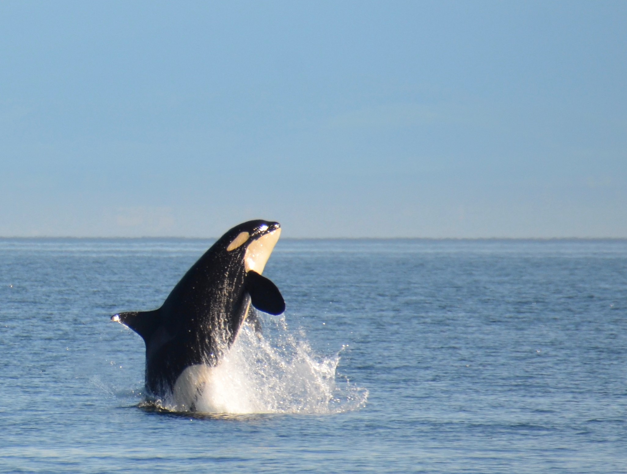 Saving the iconic southern resident killer whales - Northern Beat