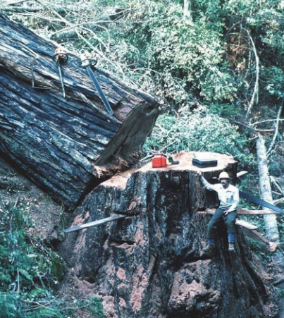 Reflections: tree fallers share regrets and wisdom - Northern Beat