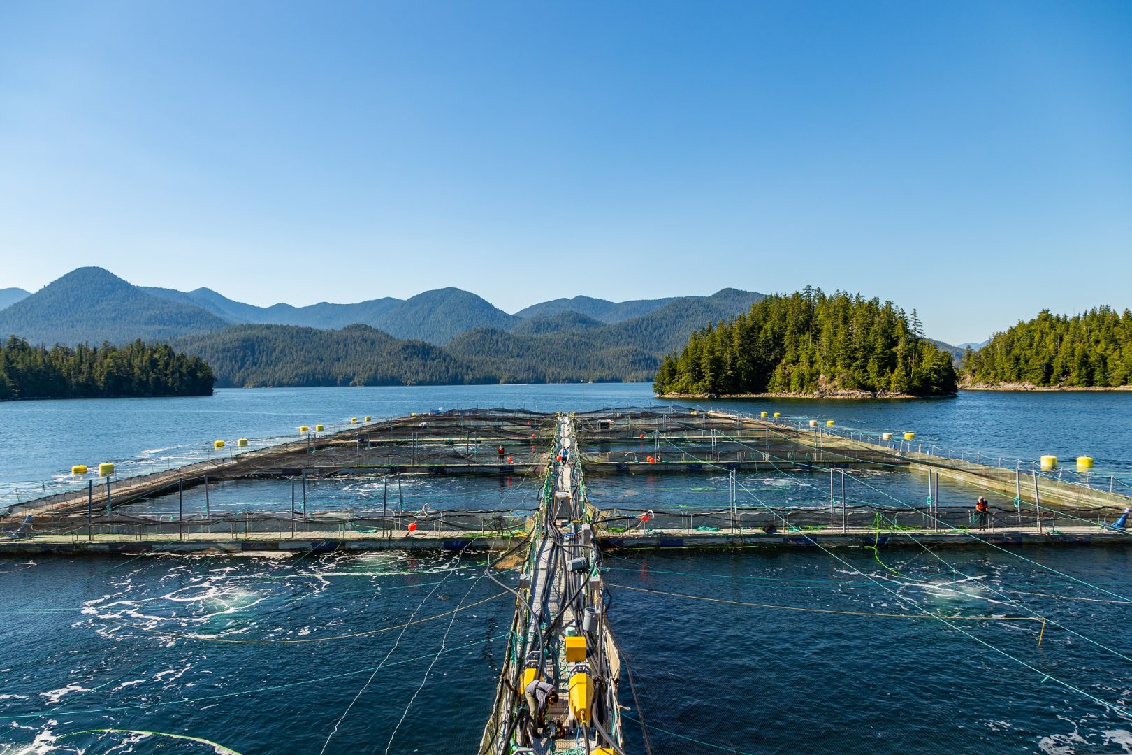 Cautious approval for transition from open-net salmon farming ...