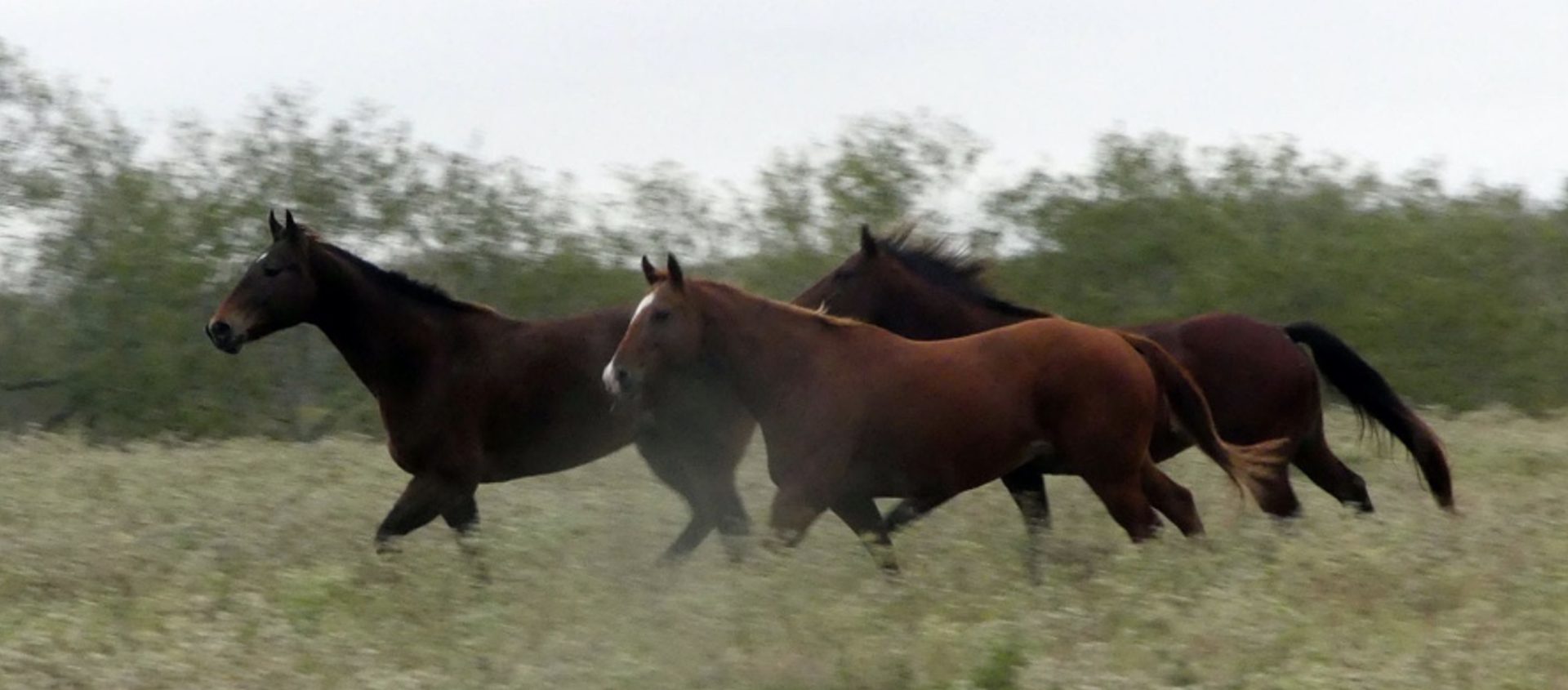 Tough, agile rodeo barrel racers... and Boba - Northern Beat