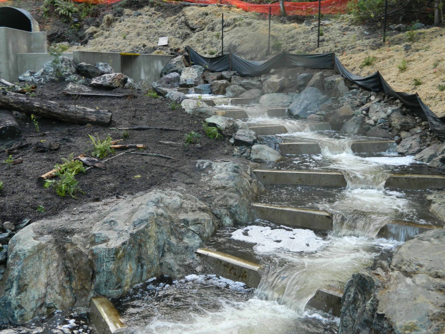 Salmon buyback may spell sunset on way of life - Northern Beat