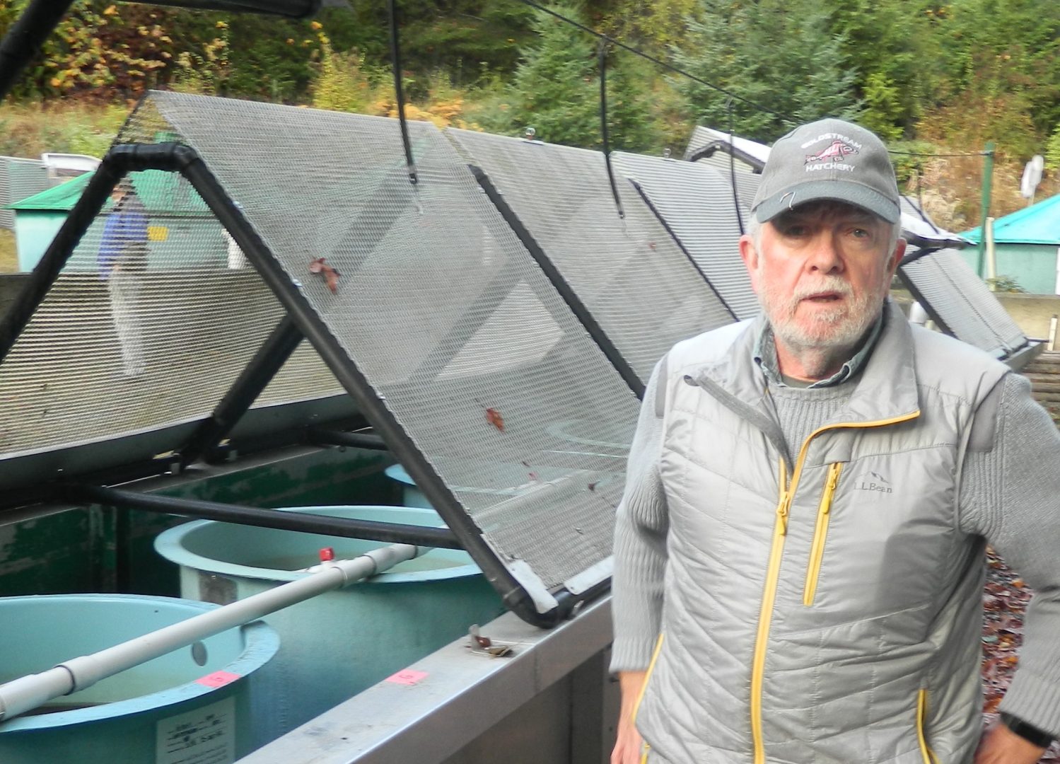 Strong public support for salmon restoration - Northern Beat