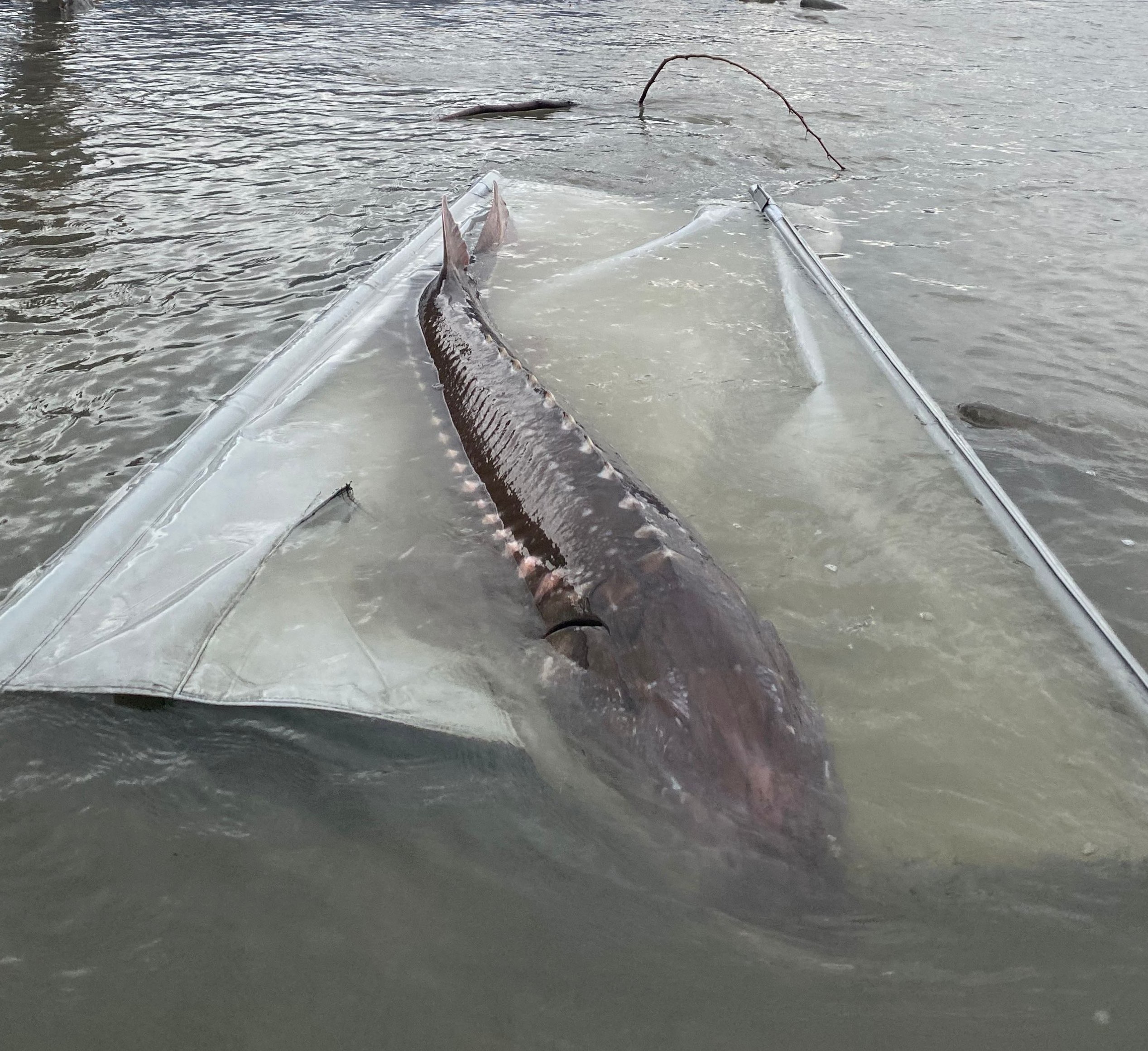 Strong public support for salmon restoration - Northern Beat