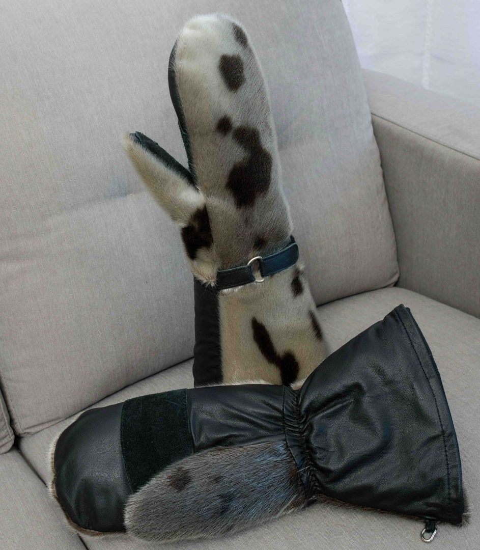 West coast seal hunt proposed to save salmon - Northern Beat