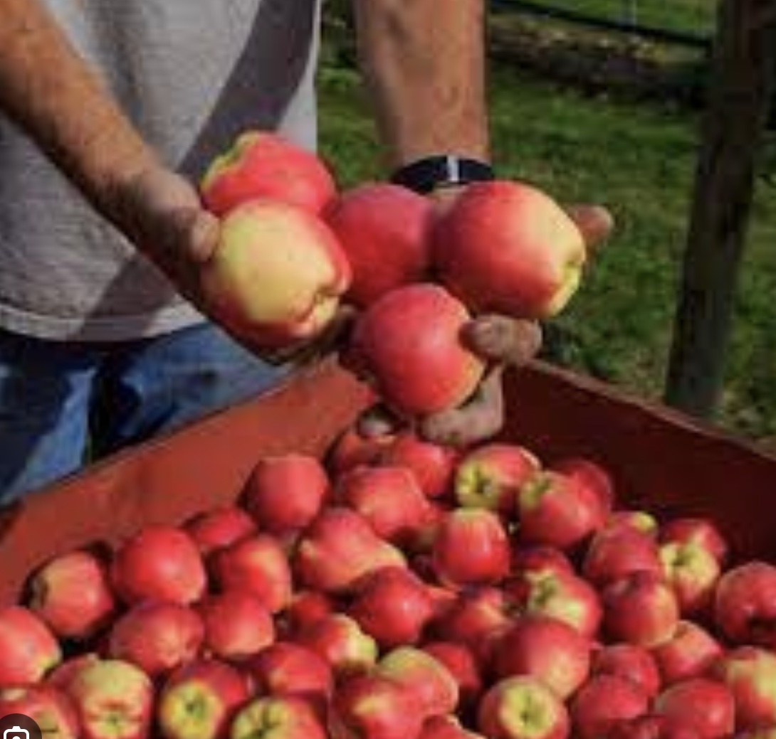 Emergency aid promised to fruit growers in August still isn't flowing ...