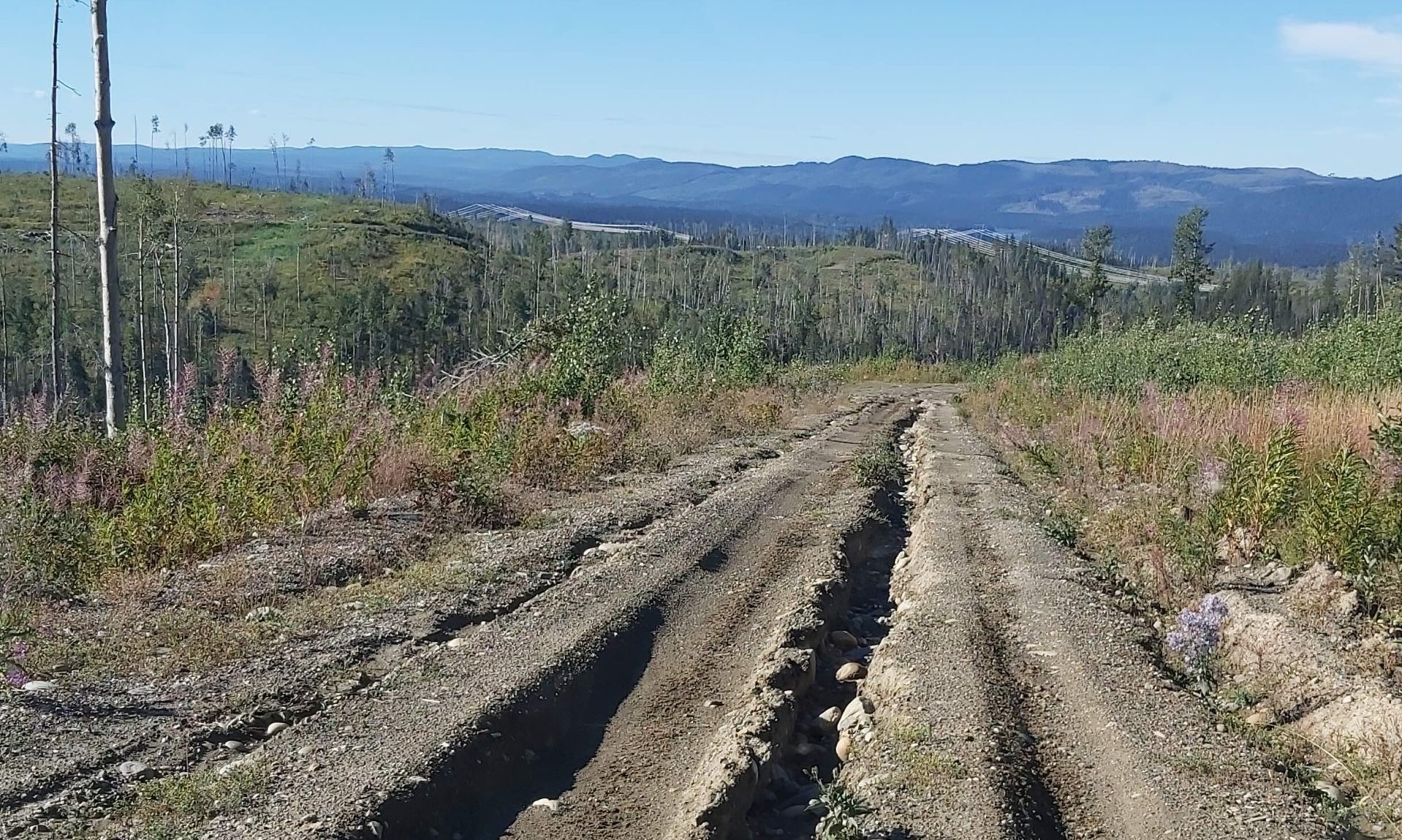 Industry-led, market-driven forestry isn't working, says former forests ...
